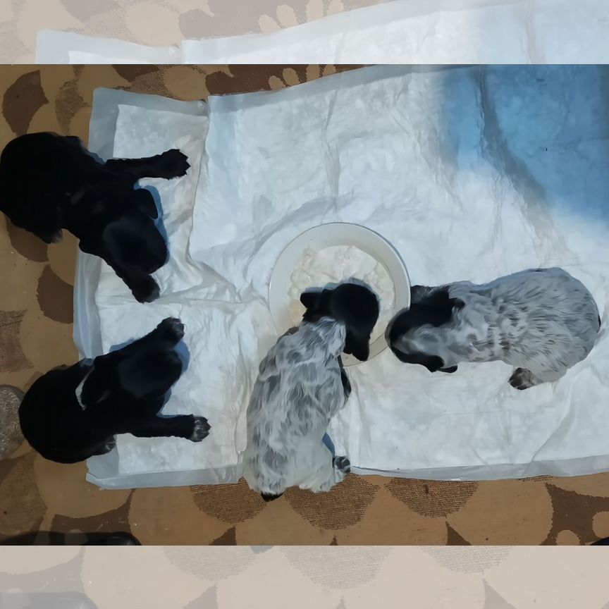 Русский охотничий спаниель, щенок