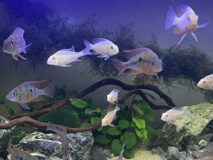 Акарихтис Альбио