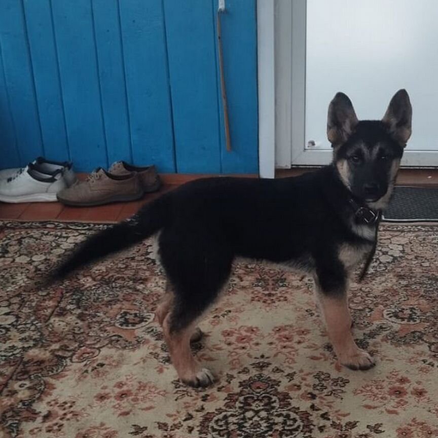 Немецкая овчарка, щенок