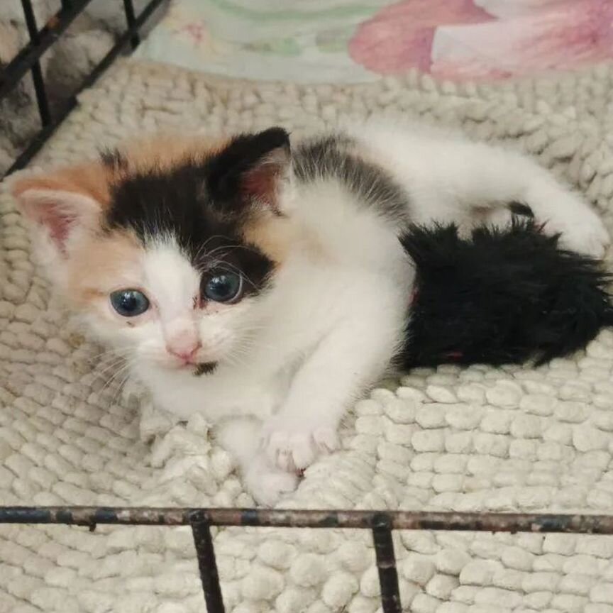 Котёнок в добрые руки
