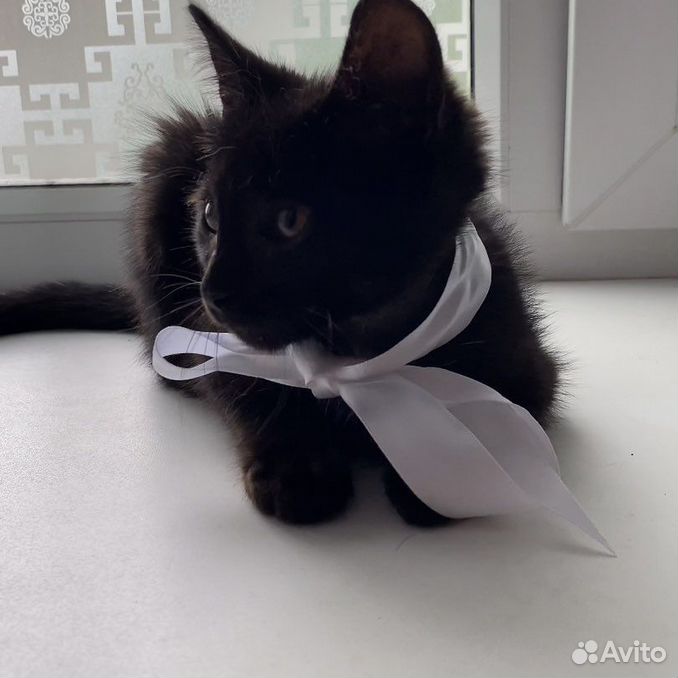 Брутальный котенок Босс