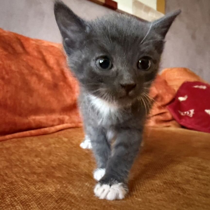 Кошечка