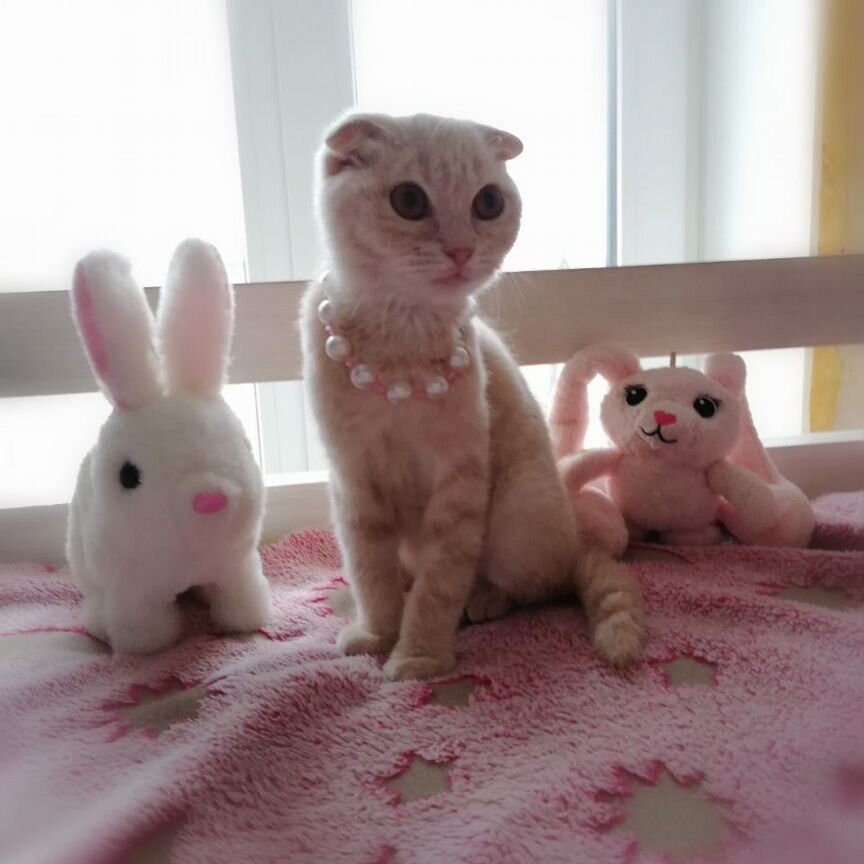 Шотландская кошечка вислоухая