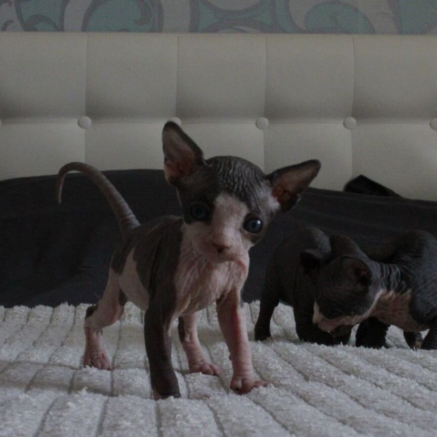 Канадский сфинкс