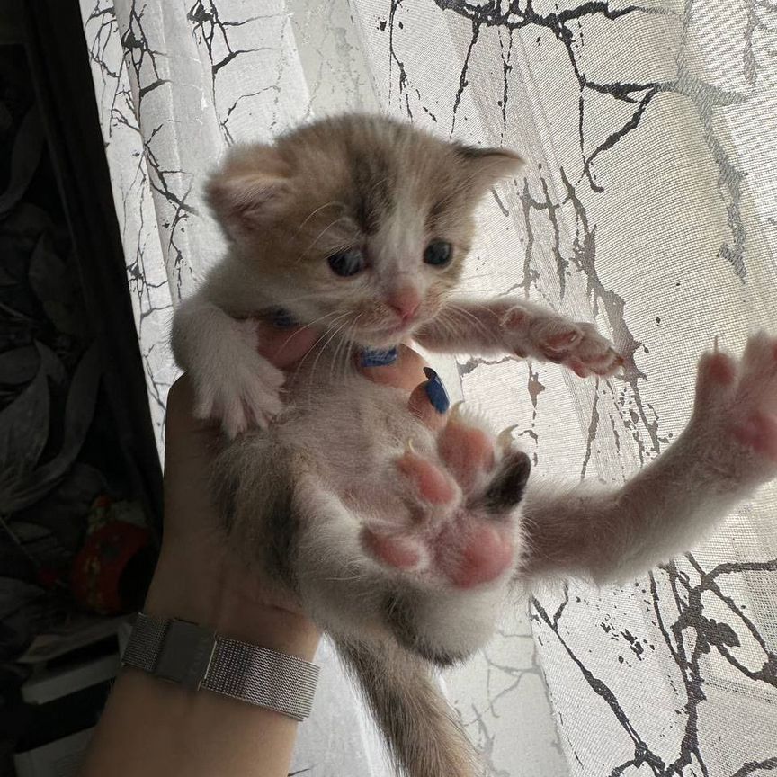 Котята отдам даром