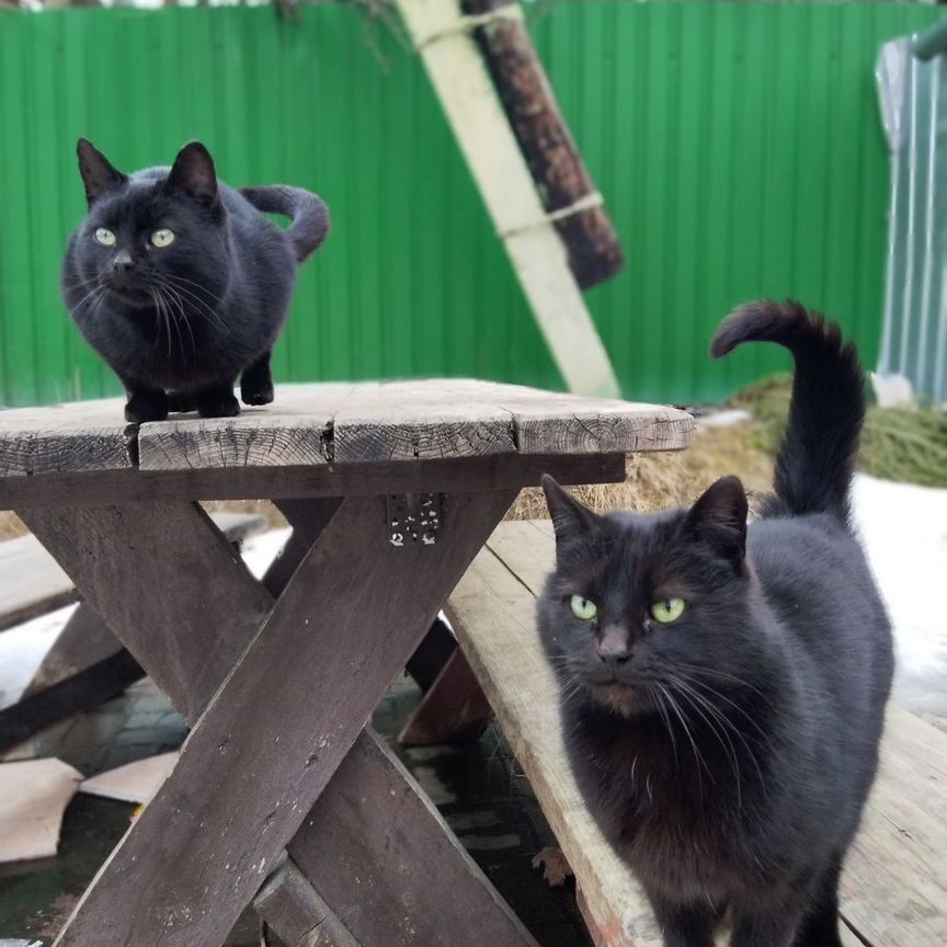 Чёрный кот