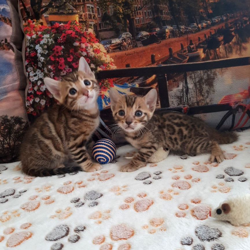 Бенгальские чистокровные котятки