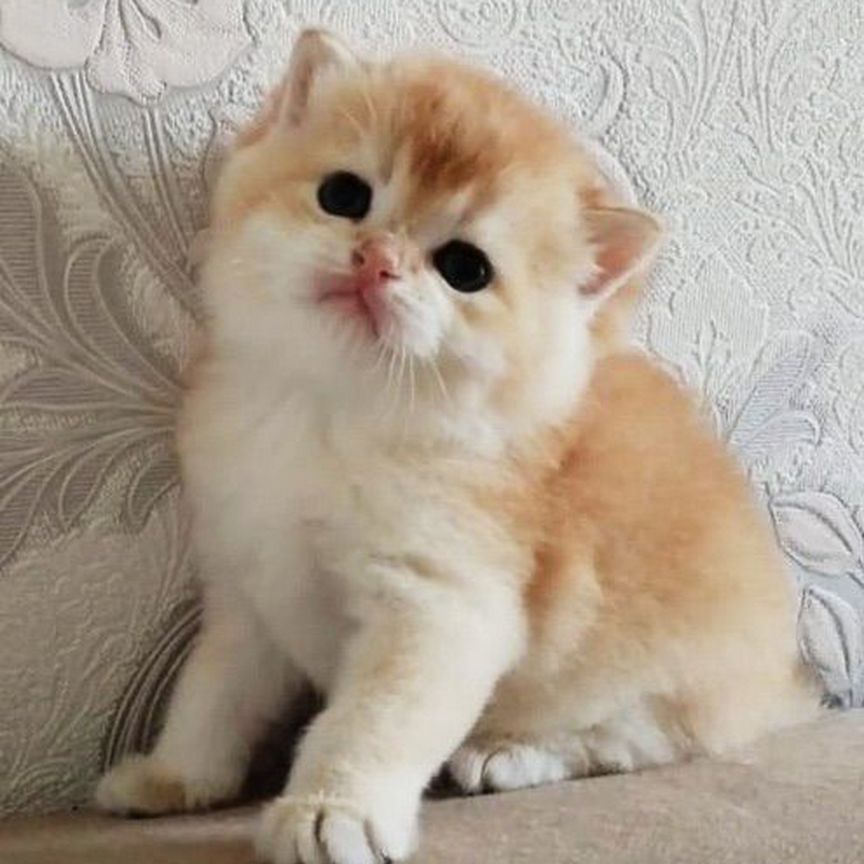 Британские золотые котята