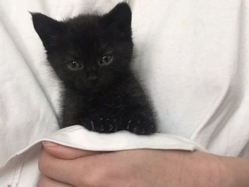 Котенок черный с голубыми глазами