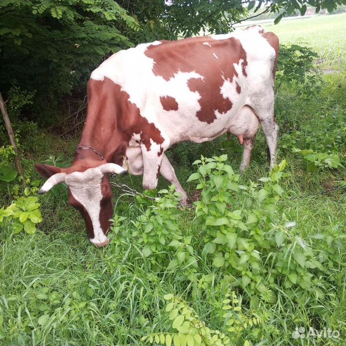 Айширская корова