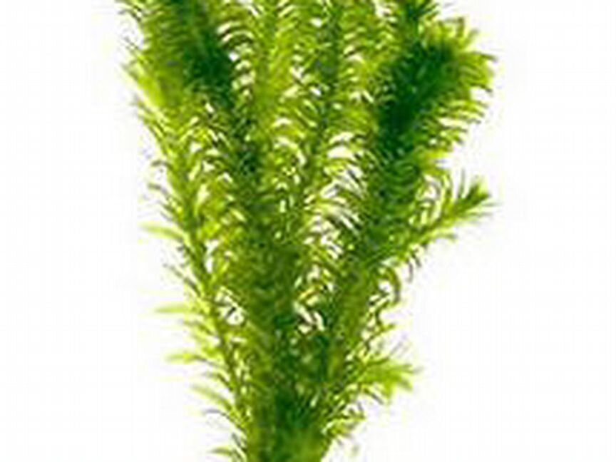 Элодея (Elodea)