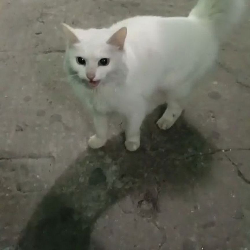 Котейка найденыш