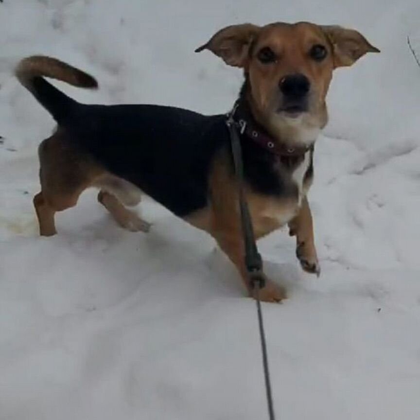 Пес заперт в квартире