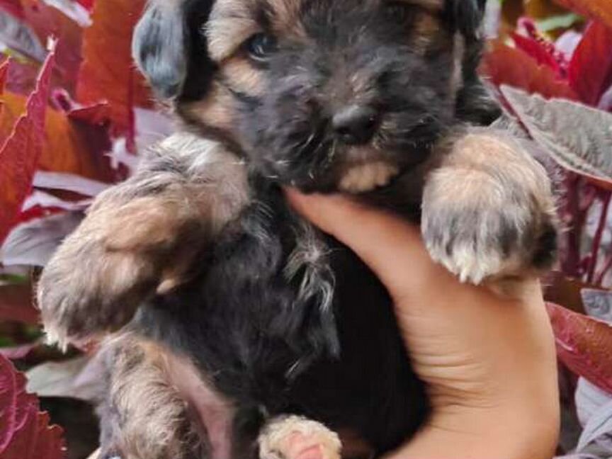 Щенки гаванского бишона