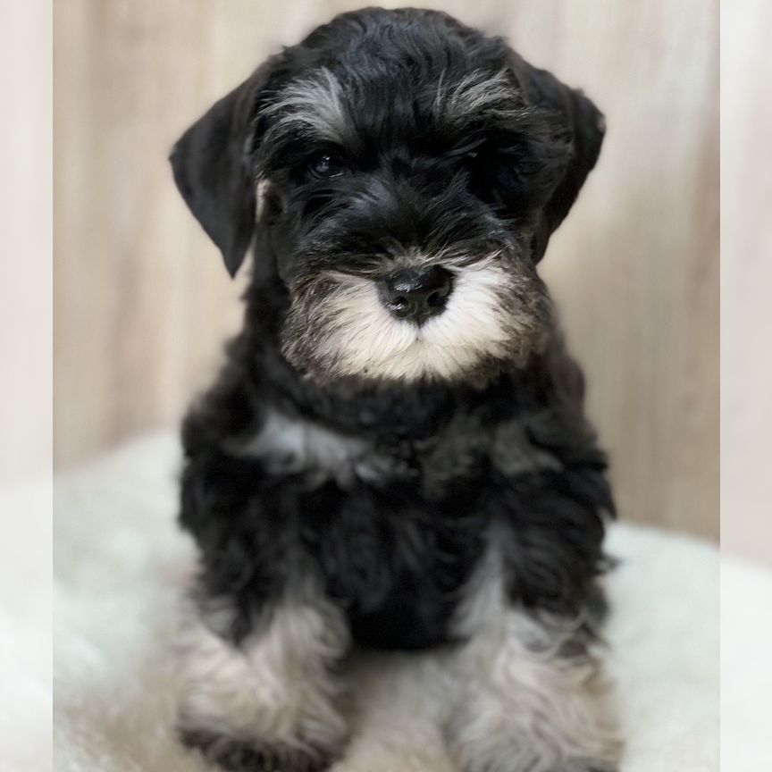 Цвергшнауцер, щенок