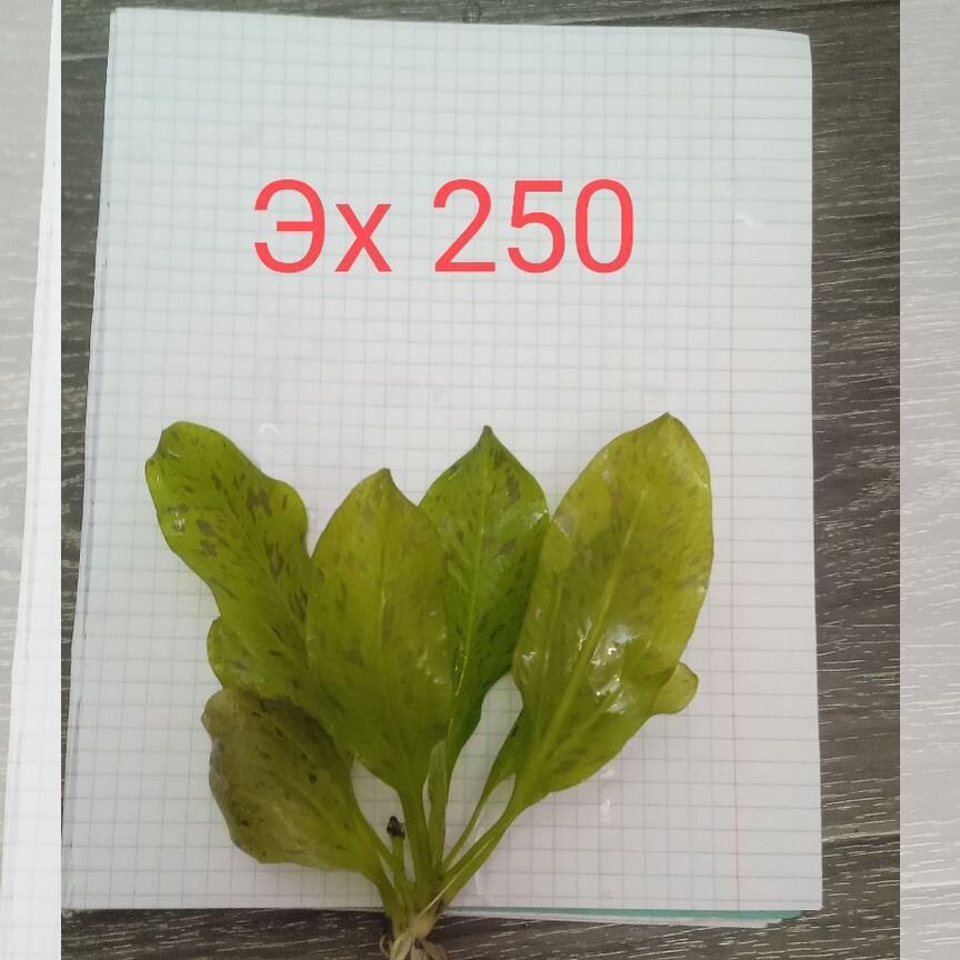 Аквариумное растение