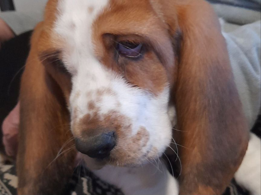 Бассет мальчик