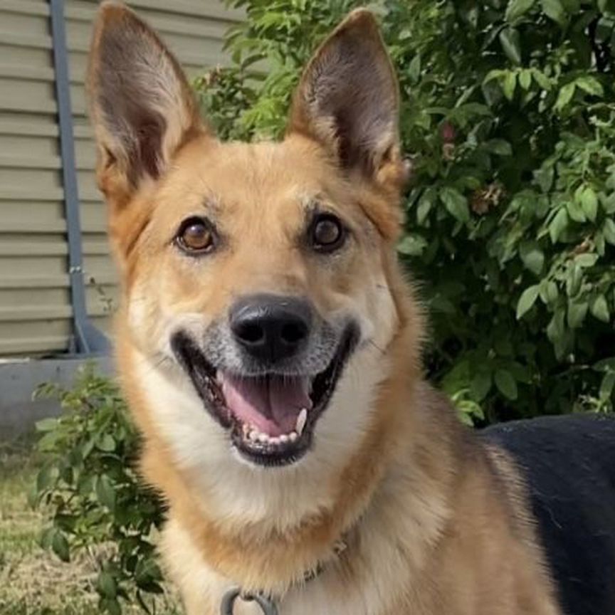 Взрослая собака в добрые руки