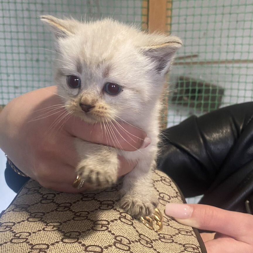 Котятки в добрые руки