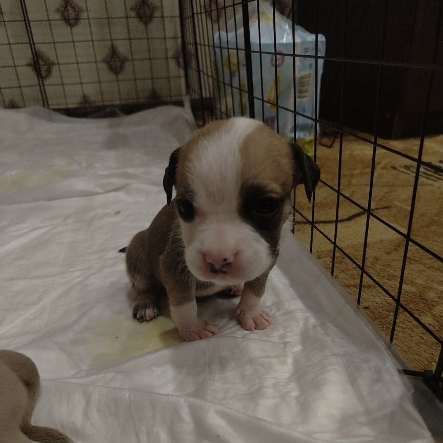 Мальчик аст