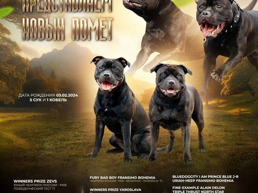 Стаффи щенки