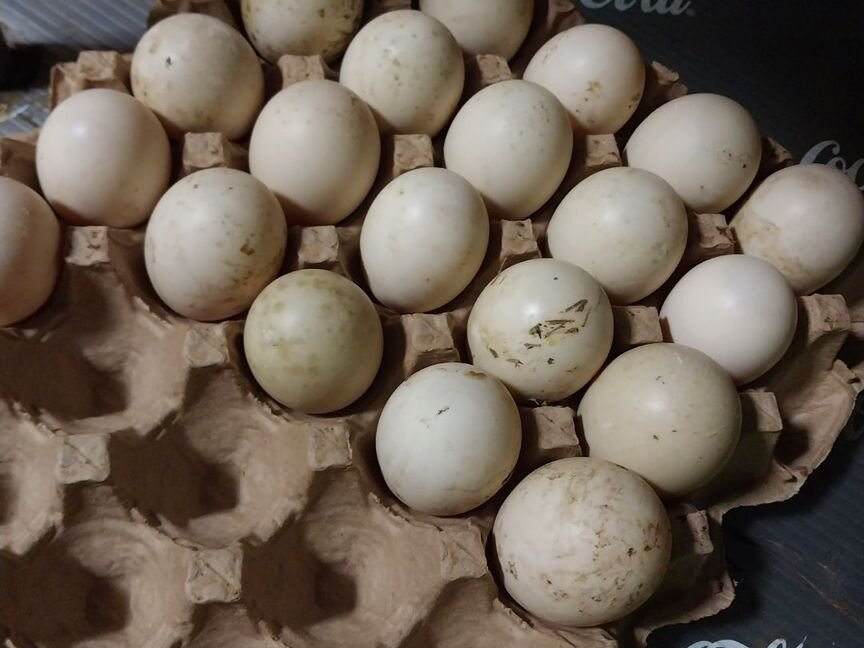 Инкубационное яйцо индоутки