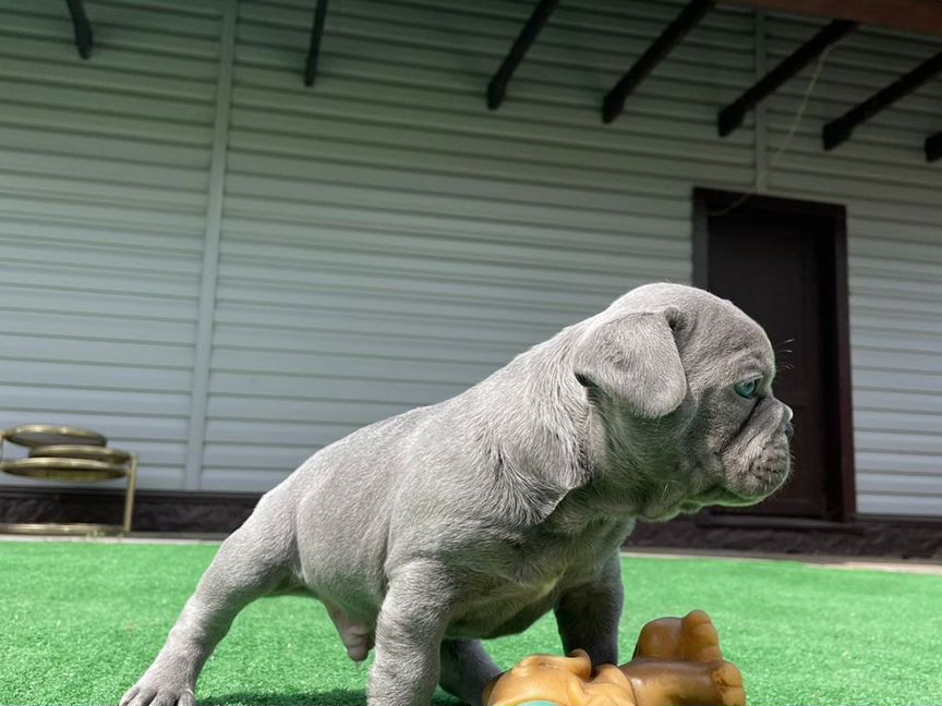 Щенки французского бульдога