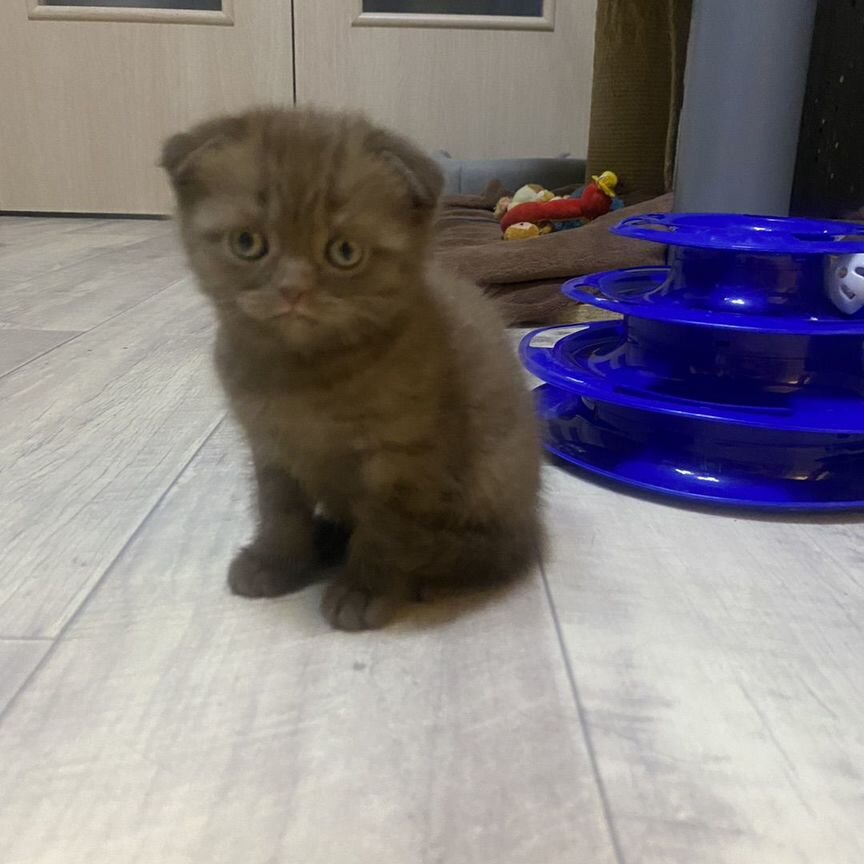 Шотландская вислоухая кошкечка