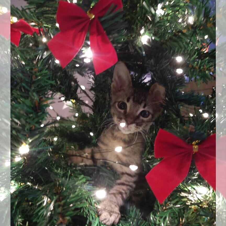 Донской сфинкс котёнок