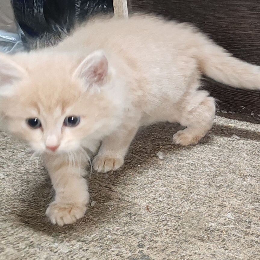 Котёнок в добрые руки