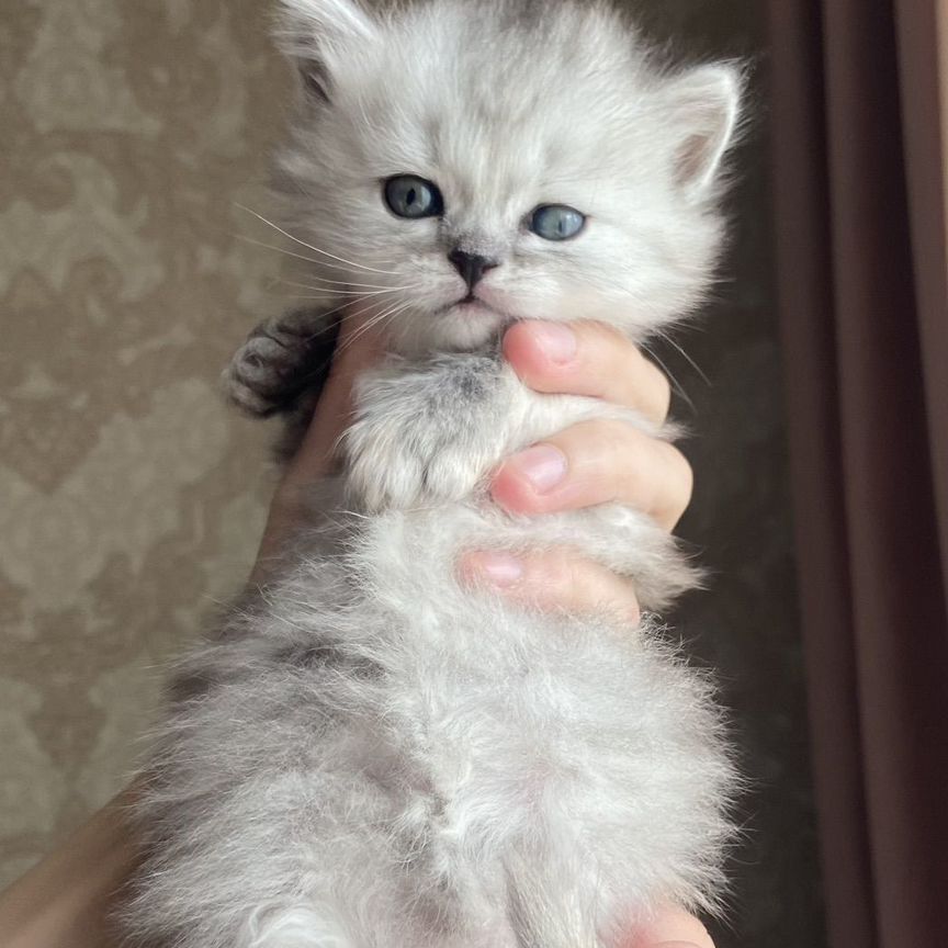 Шотландская кошечка