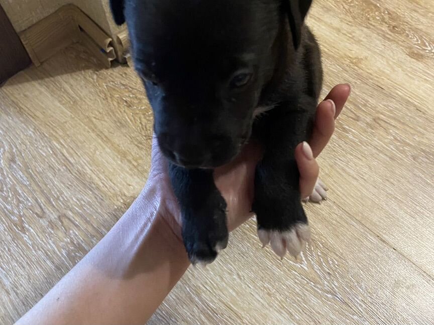 Щенки стаффорда