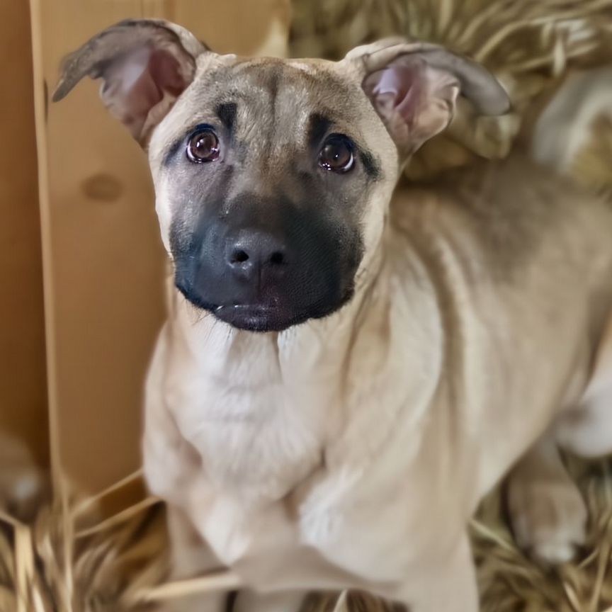 Щенок от частного владельца