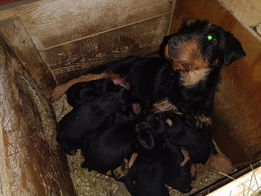 Щенки ягдтерьера