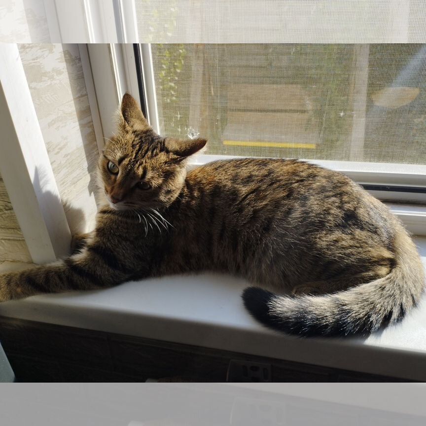 Кошка бесплатно