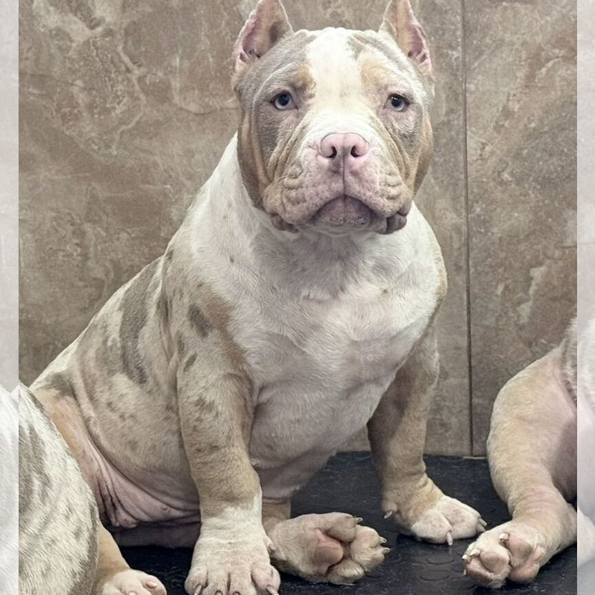 Американский булли, щенок