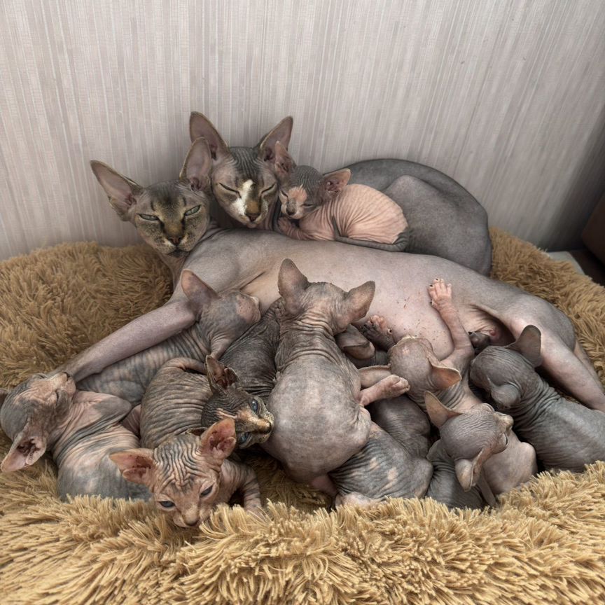 Продажа канадских сфинксов