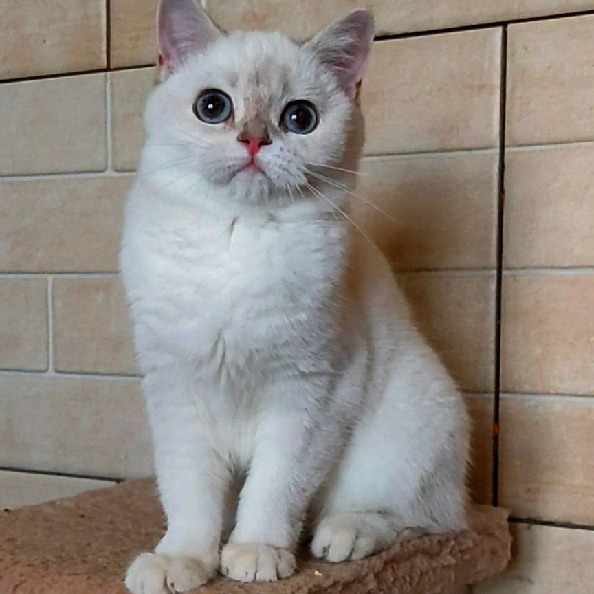 Шотландская кошечка