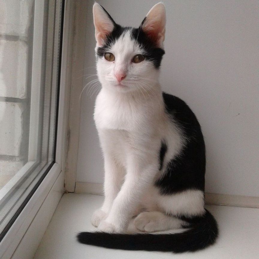 Котик Феликс в добрые руки
