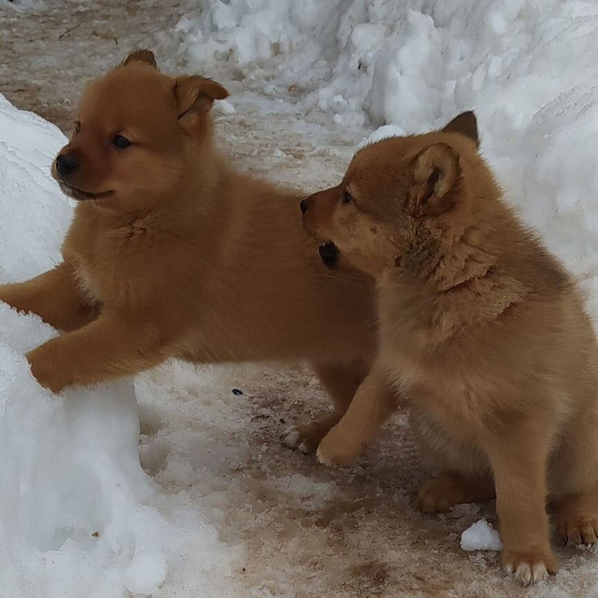 Щенки карело-финской лайки