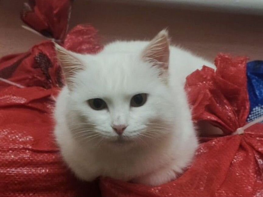 Снежа с приюта