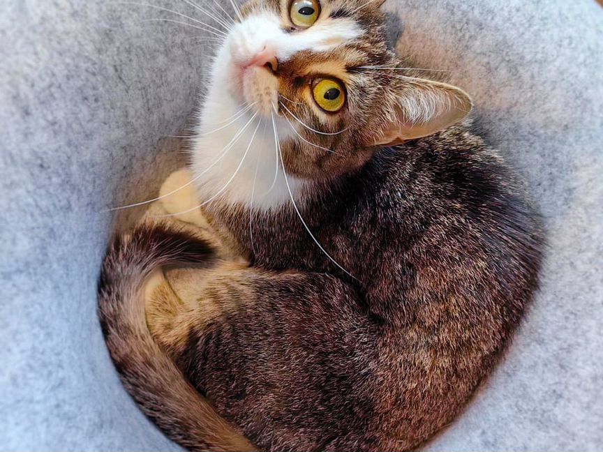 Кошечка Поночка