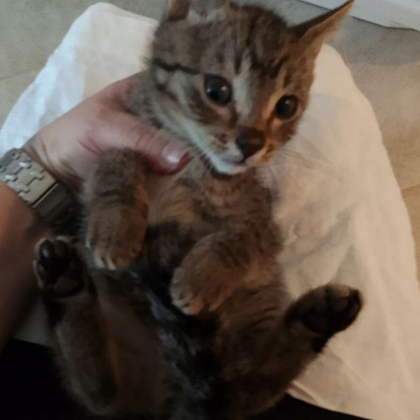 Котёнок в добрые руки