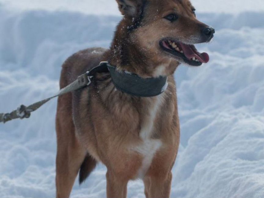 Ладушка все ещё надеется, что найдет дом