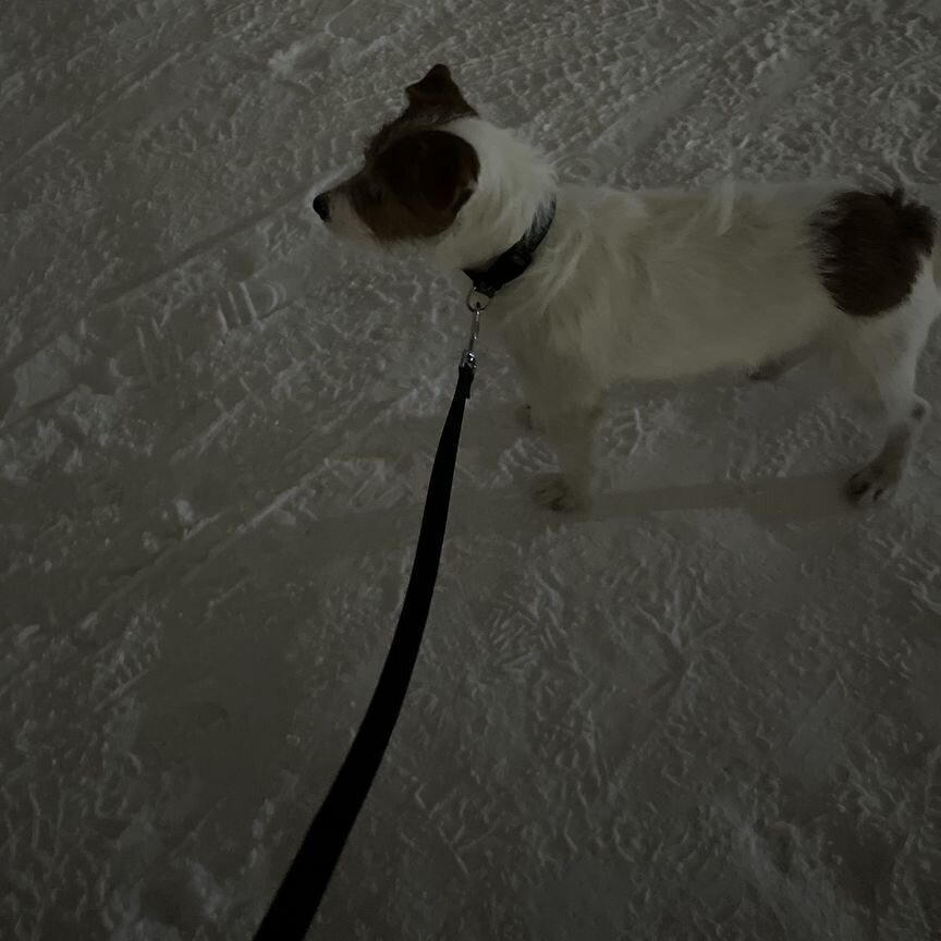 Джек-рассел-терьер, взрослая собака