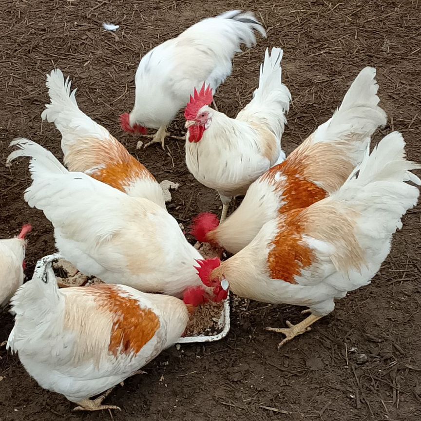 Молодые петухи домашние