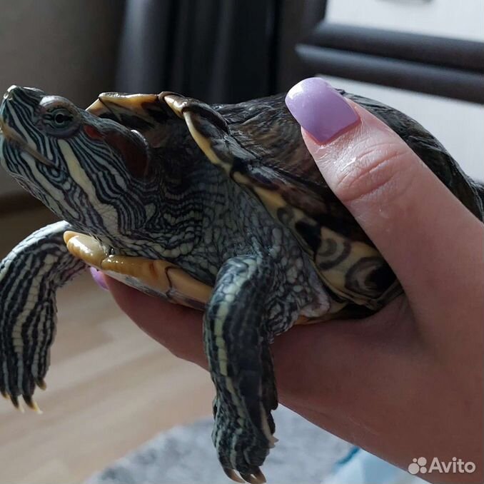 Красноухая черепаха, девочка вместе с контейнером