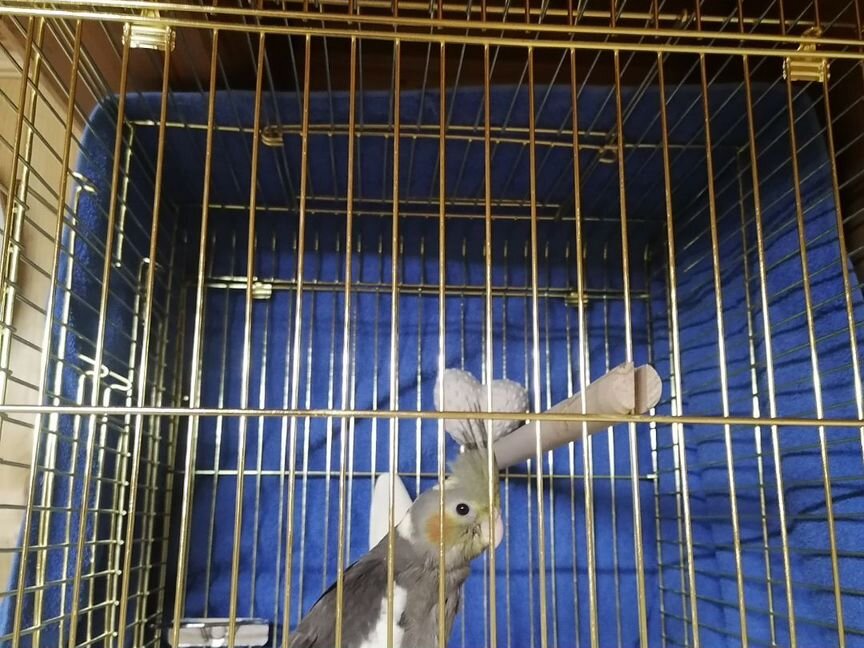 Корелла с клеткой