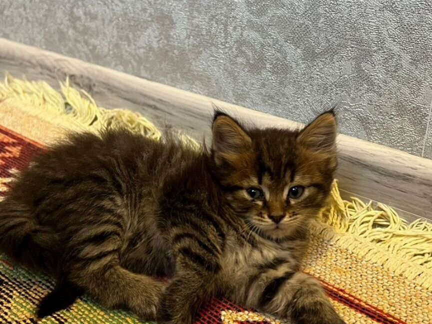 Кошка в дар бесплатно