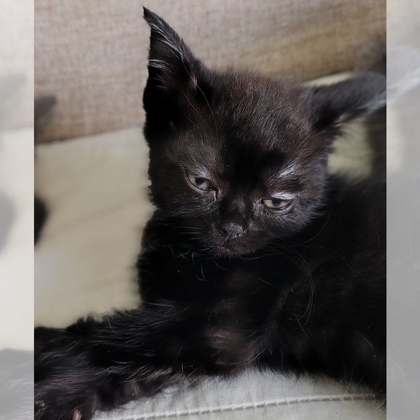 Котёнок в добрые руки